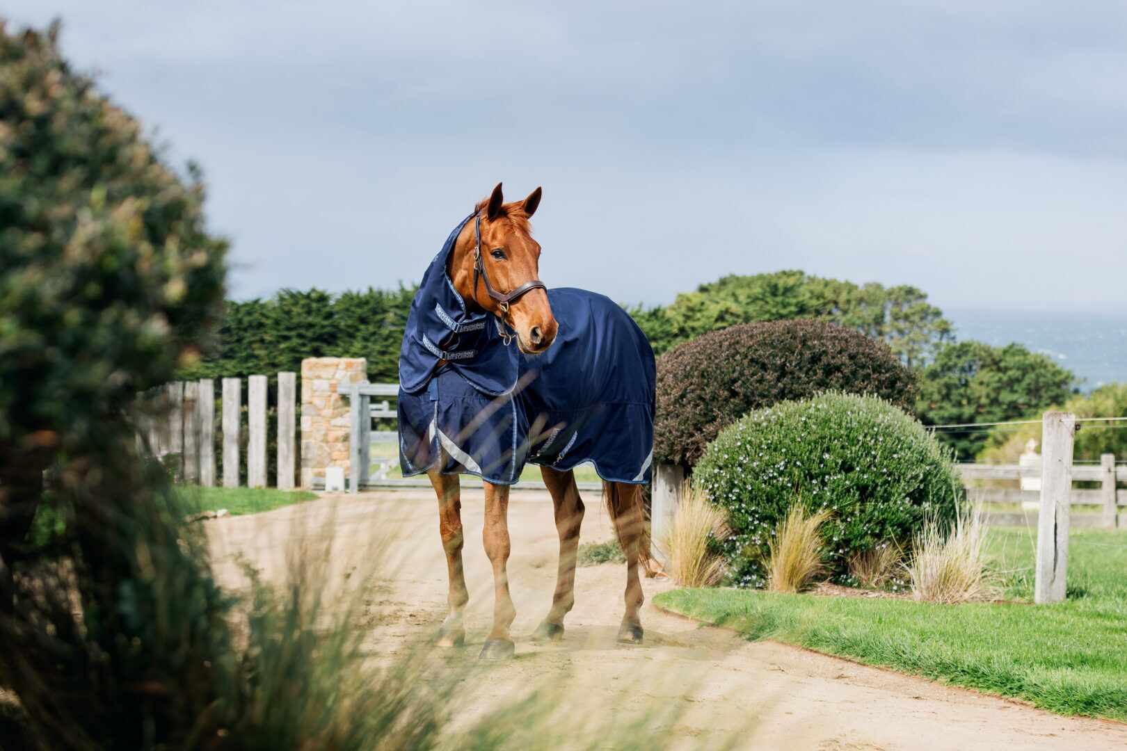 Introducing Leader Equine’s Spring/Summer horse rug collection: Comfort ...