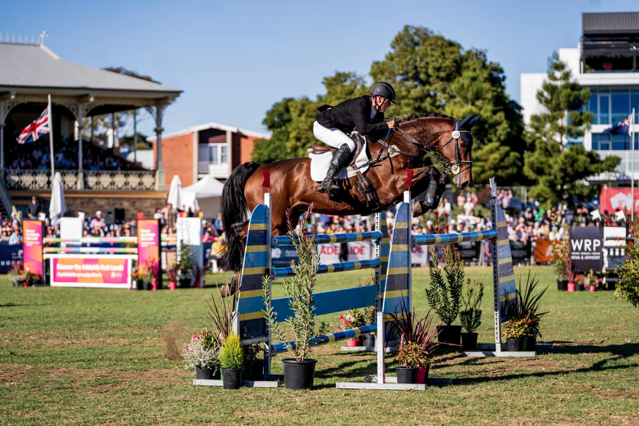 Entries released for Adelaide Equestrian Festival - Equestrian Life