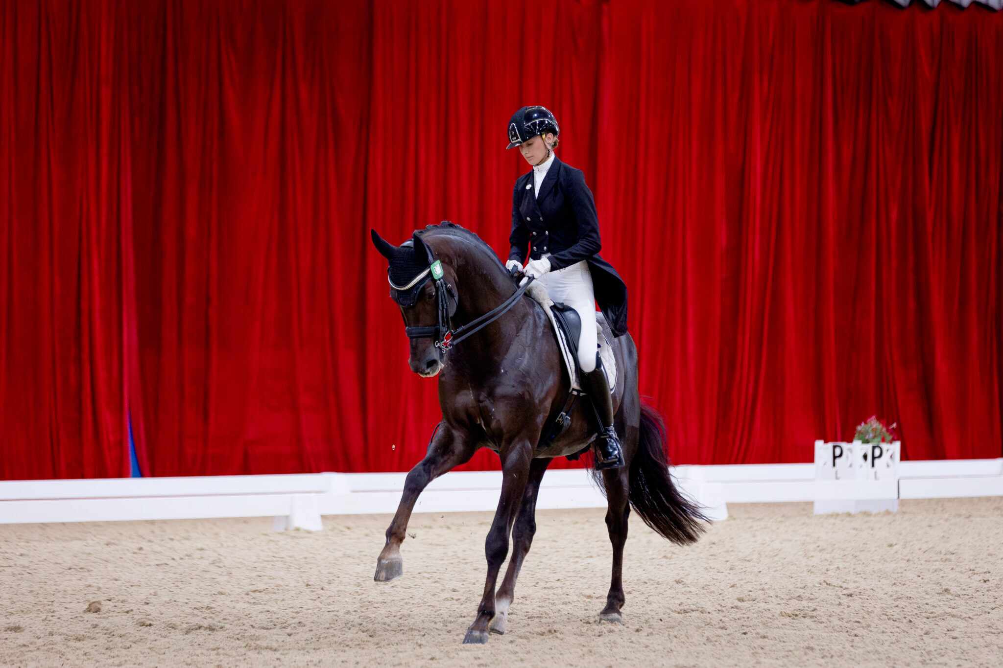 The 2024 Victorian Dressage Festival wraps up at Werribee - Equestrian Life