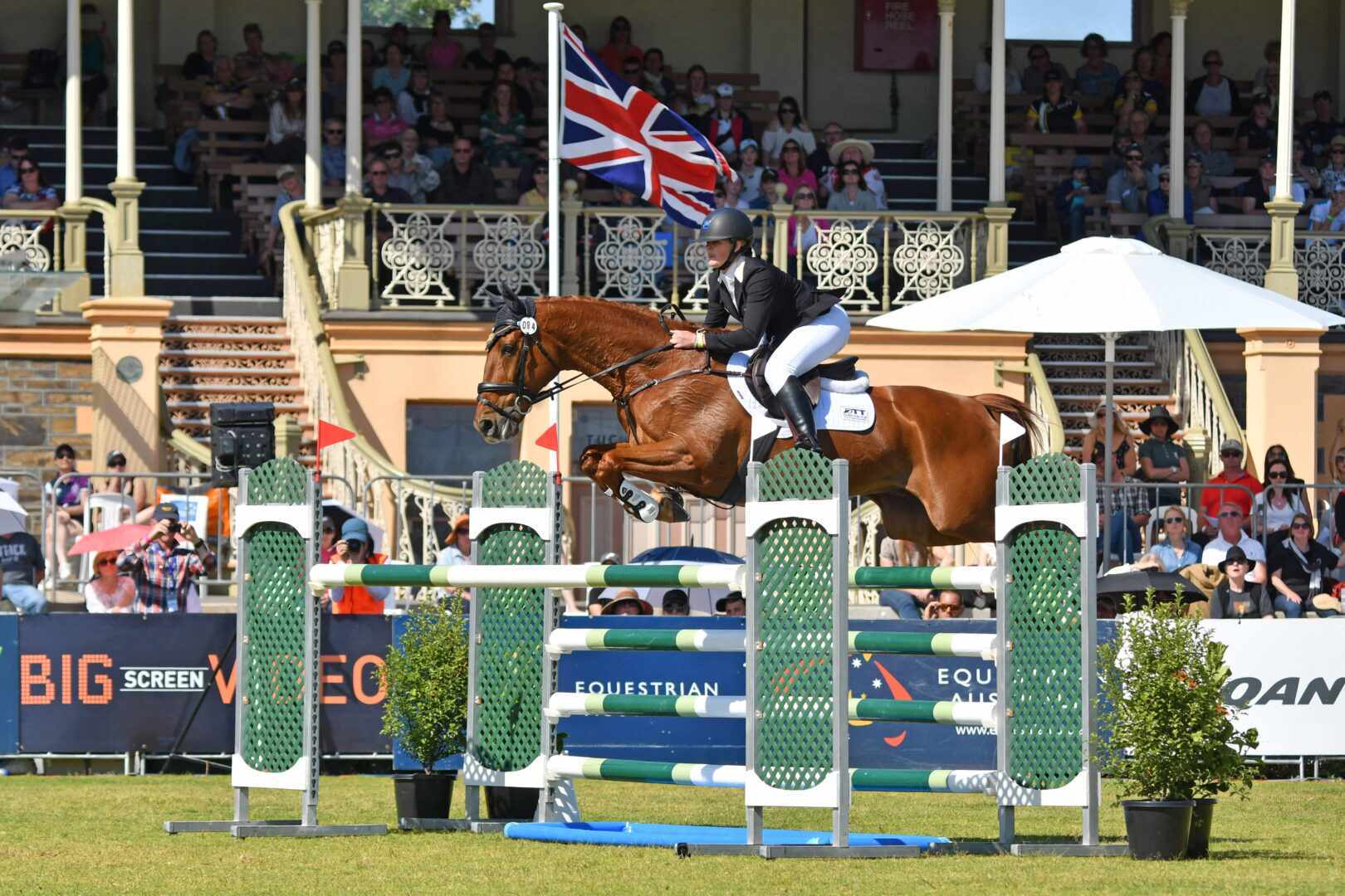 Entries released for Adelaide Equestrian Festival - Equestrian Life