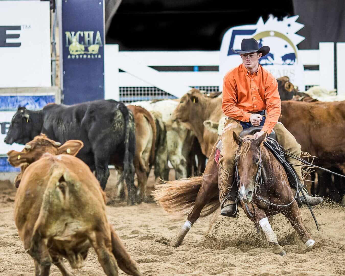 The countdown is over: NCHA Australia 4CYTE Futurity kicks off in ...