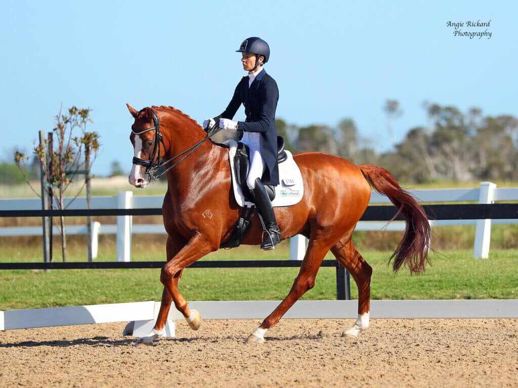 International dressage competition returns to Boneo Park - Equestrian Life