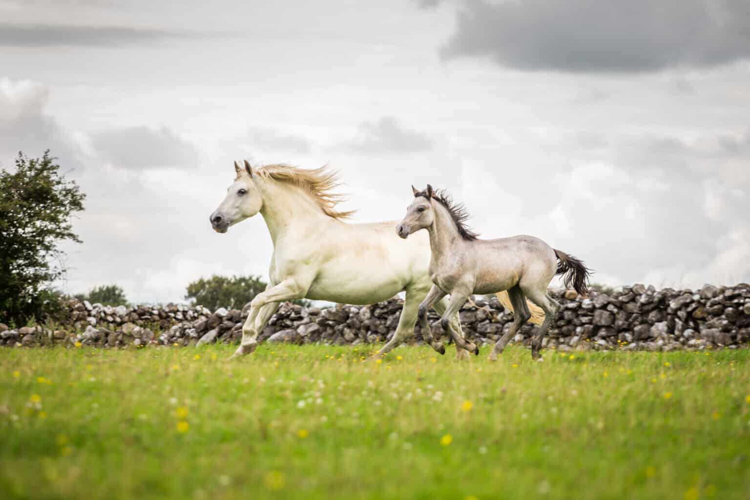 The Connemara pony: A versatile Irish gem - Equestrian Life