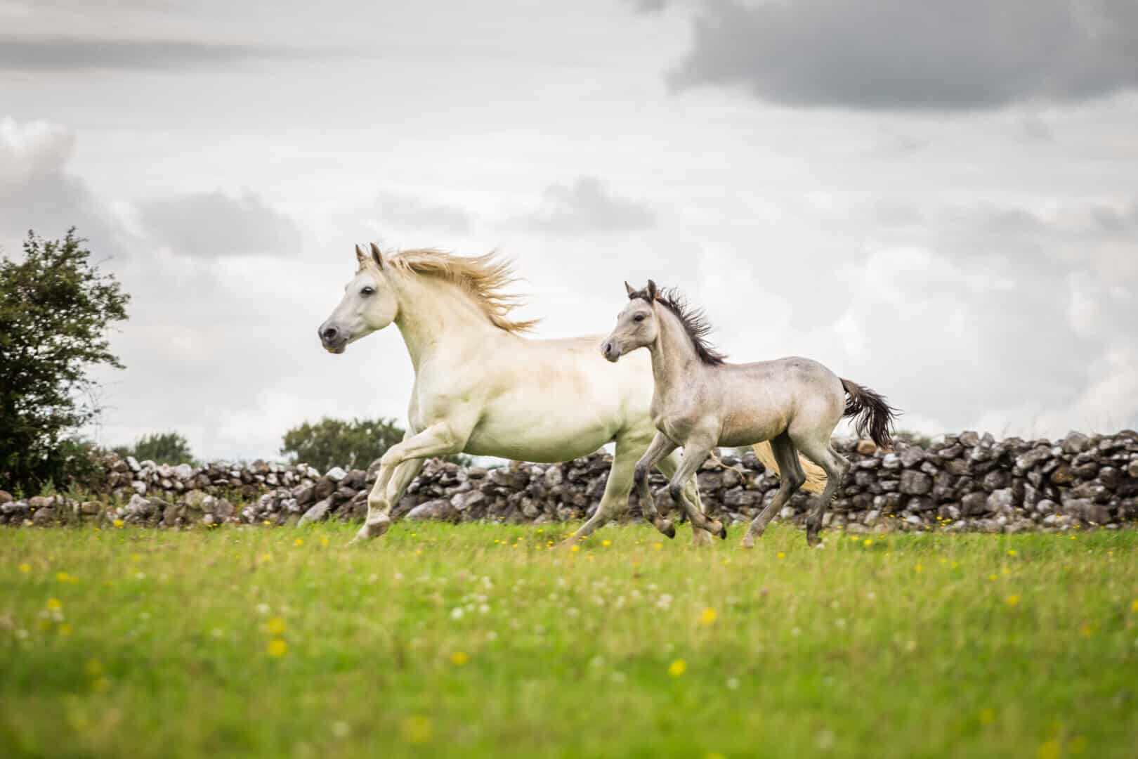 The Connemara pony: A versatile Irish gem - Equestrian Life