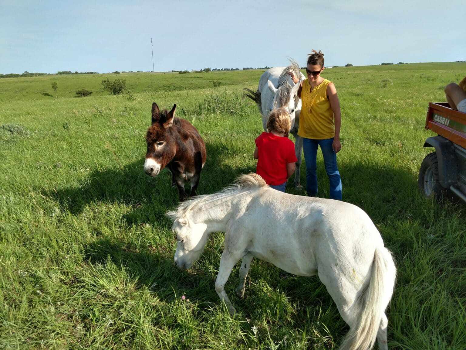 Dr Tiffany Hall: A childhood calling becomes a career - Equestrian Life